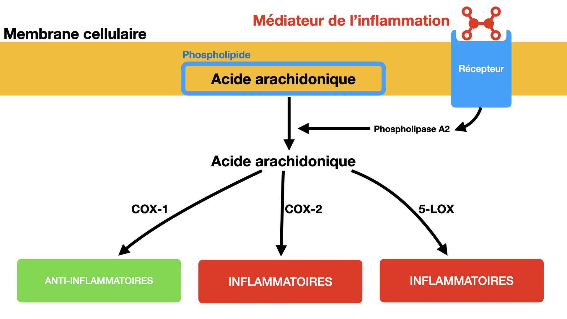 Comprendre la cascade de l’acide arachidonique – PhytoGenfi