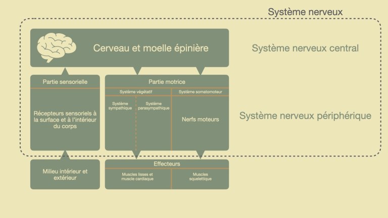 Comprendre les neurotransmetteurs – PhytoGenfi
