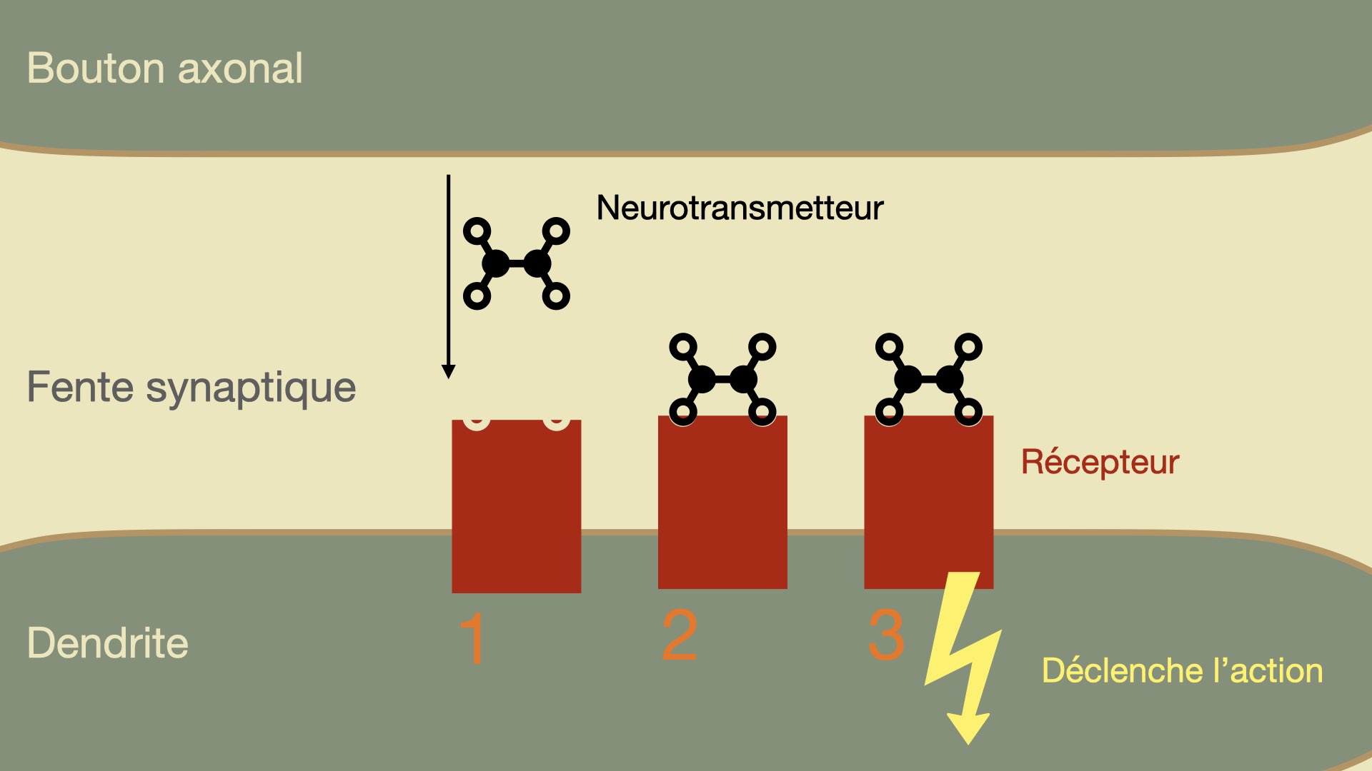 Comprendre les neurotransmetteurs – PhytoGenfi